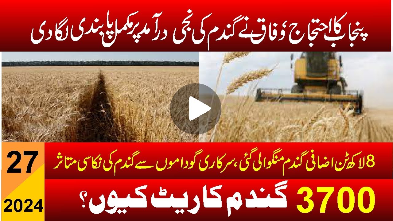 Wheat today | punjab ban was imposed on wheat | 8 lakh tonnes of wheat imported | wheat report ...