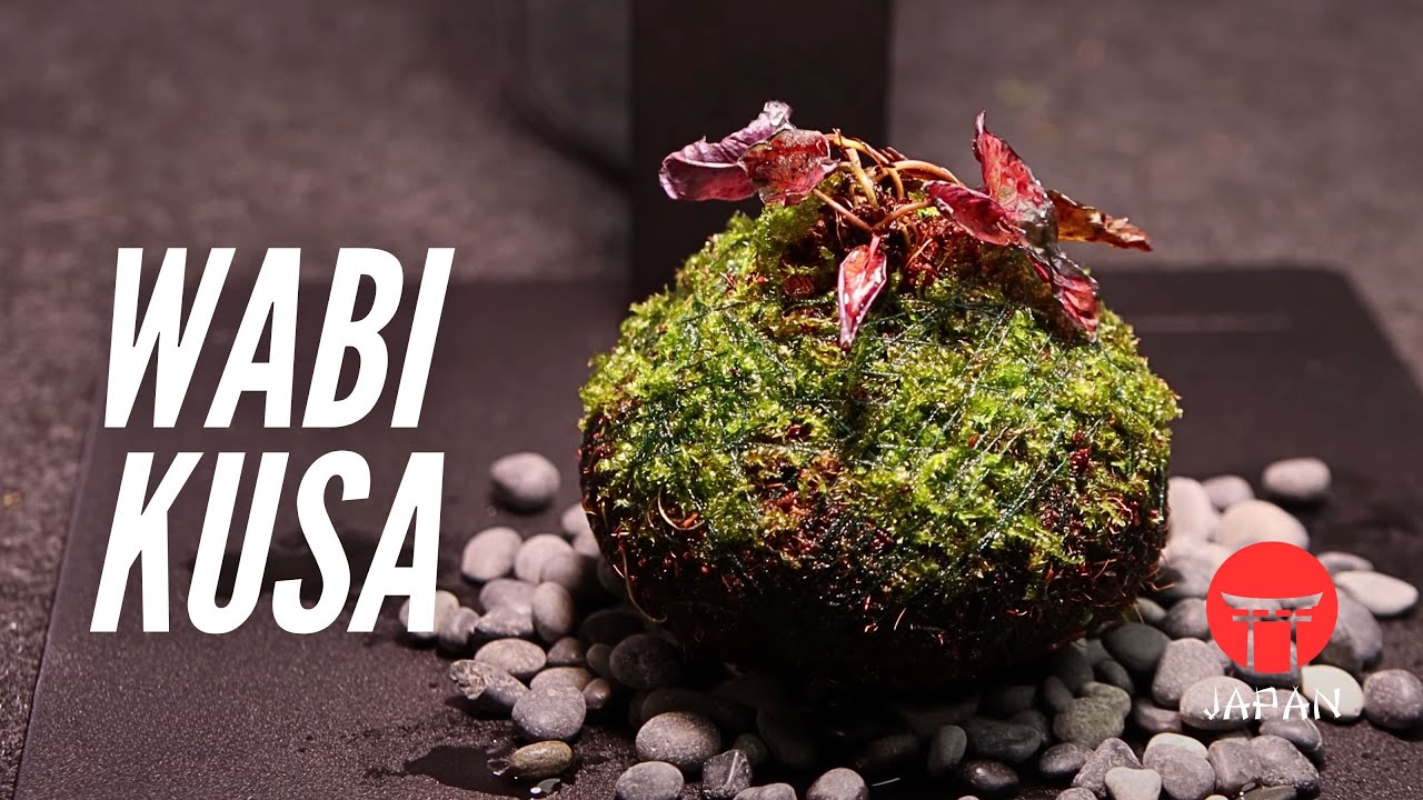 How to Plant a Wabi-Kusa Ball - YouTube