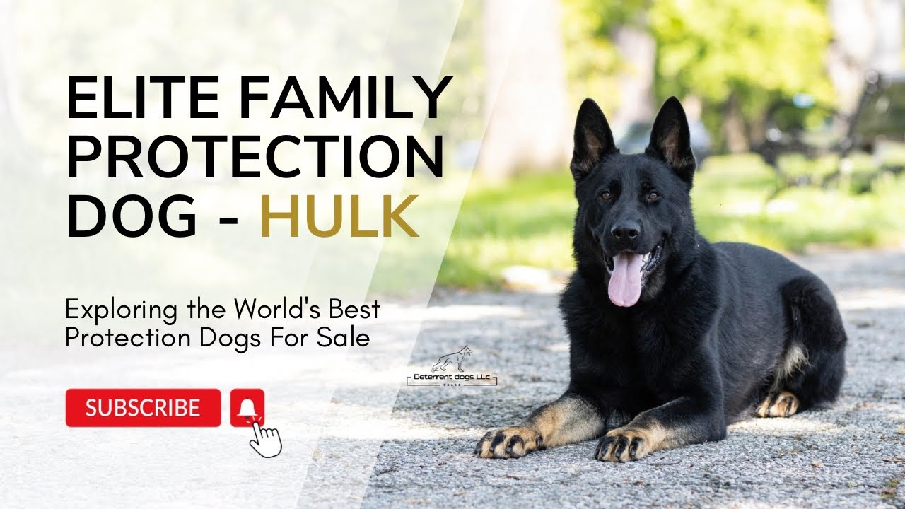 Elite Family Protection Dog Hulk | Deterrent Dogs LLc - YouTube