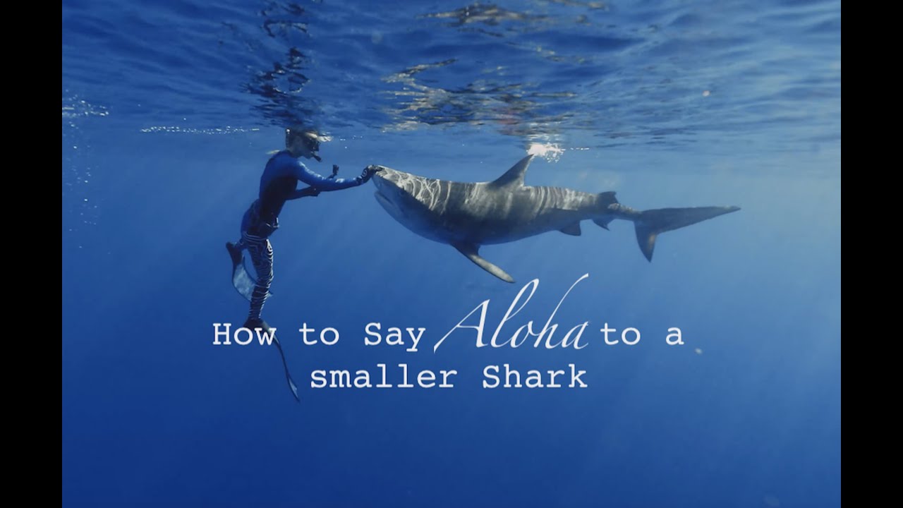 ADVANCED DIVER EP.5 How To Say Aloha to a Smaller Shark (Larger Sharks ...