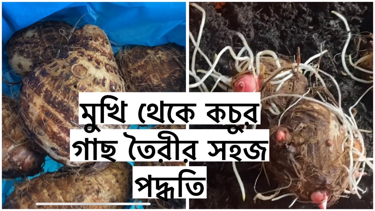 How to grow Kochu/Taro Plants from other Taro shokher bagan 2023 - YouTube