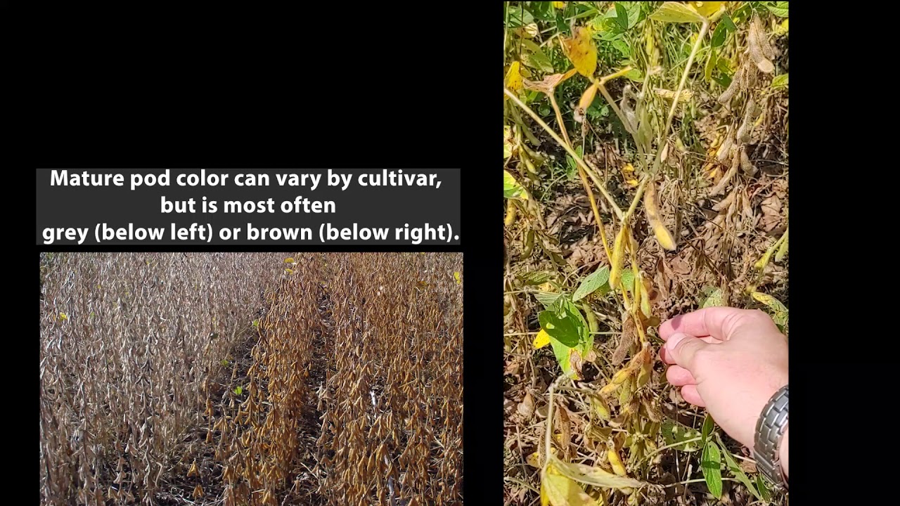 Soybean Reproductive Staging R7 R8 - YouTube