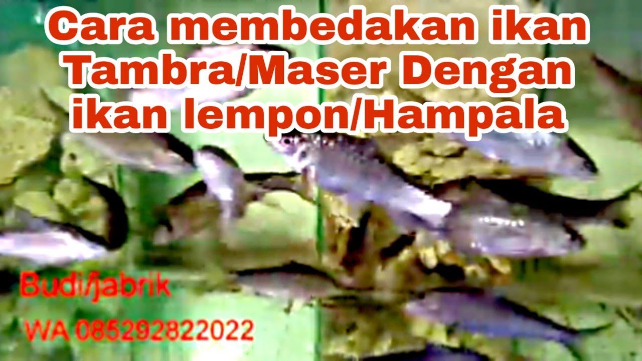Cara membedakan ikan Tambra/Maser,Dengan Ikan Lempon/Hampala - YouTube