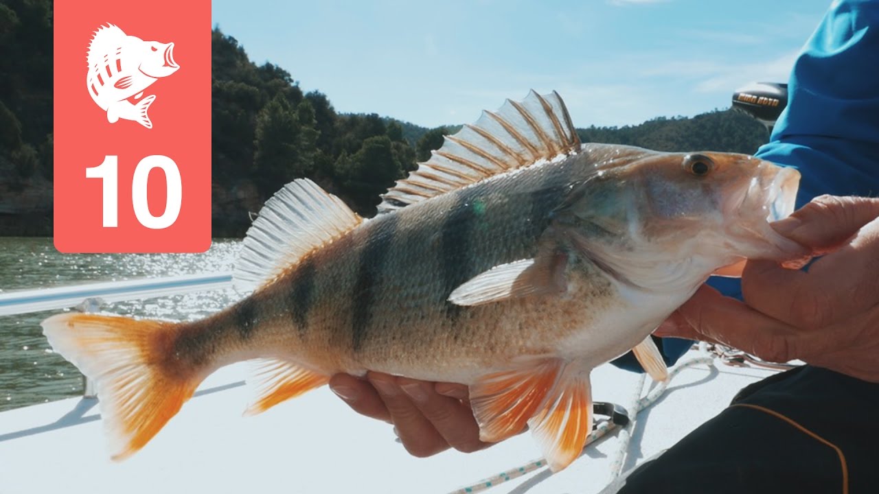 Fette Fische: Es hämmert, wenn's dämmert! - YouTube