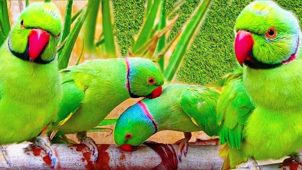Indian Parrot Running🌶Natural Beauty🎊Talking Parrots🌸Motu Patlu♥️🪴 ...