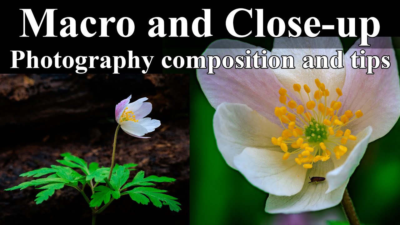 HOW TO USE Macro & Telephoto lenses for Close-up Photography - YouTube