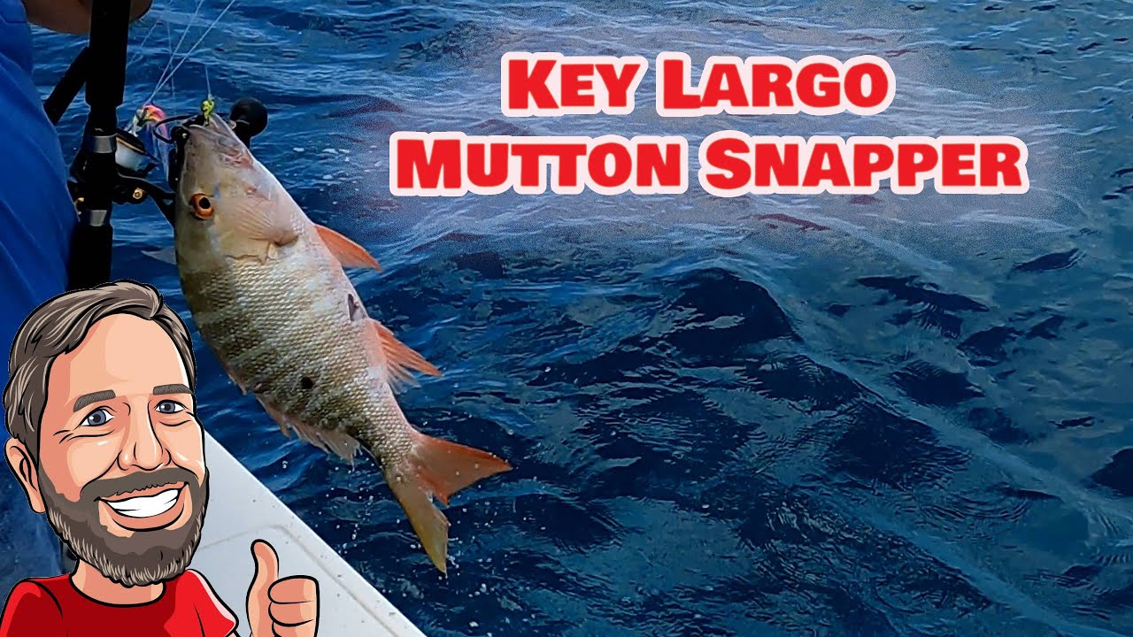 Fishing Key Largo Reef Snappers In June - YouTube