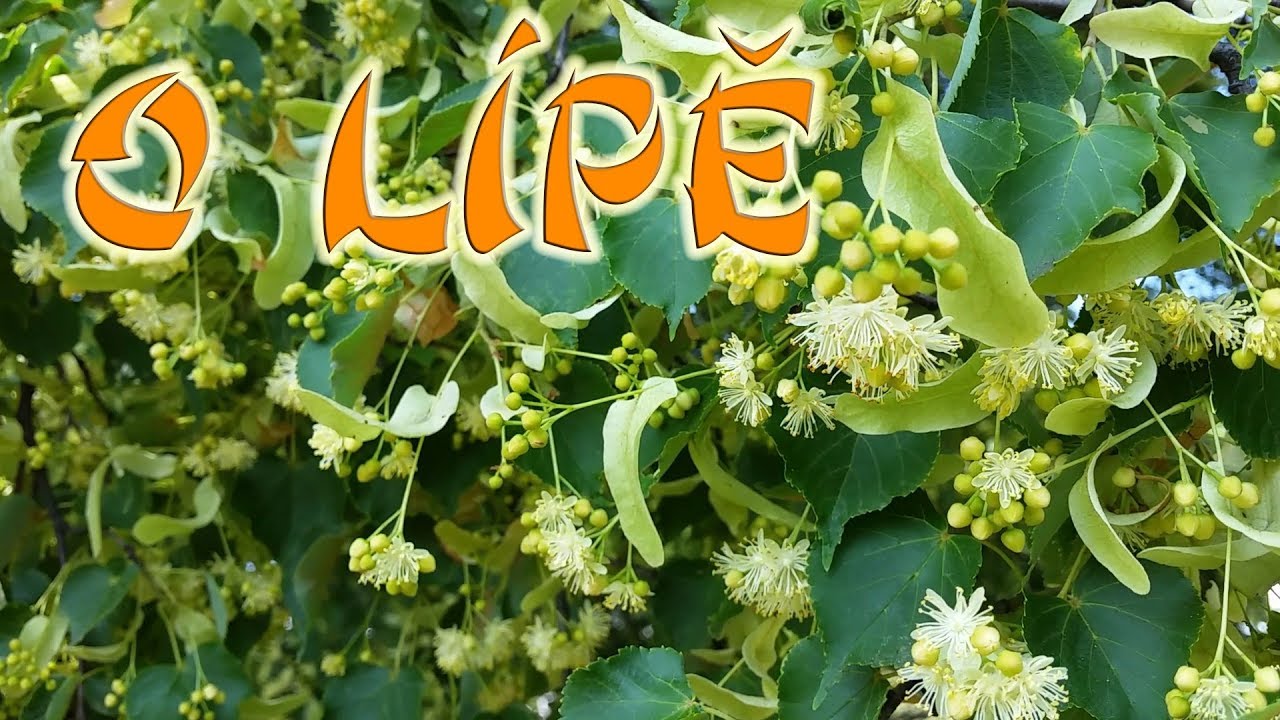 Lípa srdčitá a jiné druhy lip v ČR - o stromu, léčivé účinky :-) - YouTube
