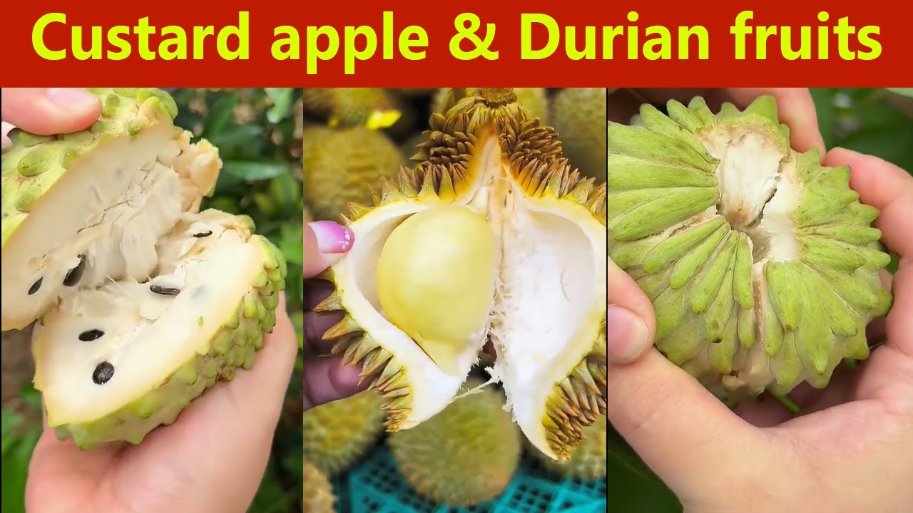 custard and Durian local fruits cutting video | delicious and organic ...