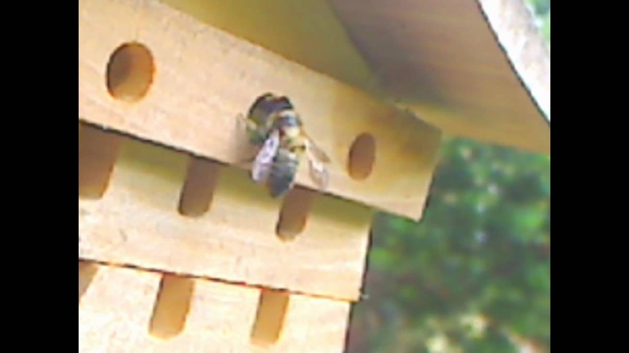 Leaf cutter bee making nest for eggs in drilled holes... Wildlife bees ...