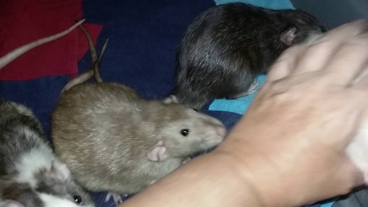 Rats for Steven Colbert show - YouTube