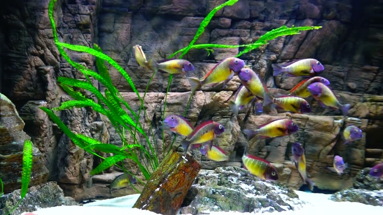 TROPHEUS 4k red rainbow - YouTube