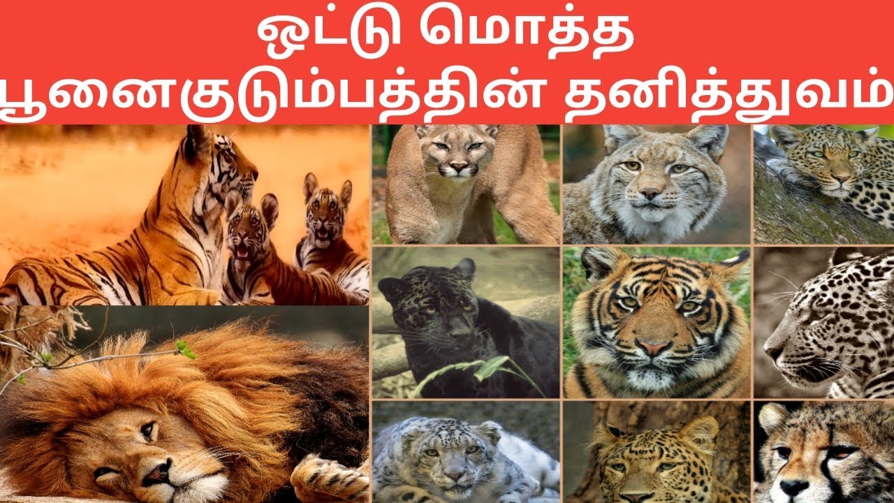 Part 7 Interesting Facts About Cat Family part-7-interesting-facts-about-cat-family
