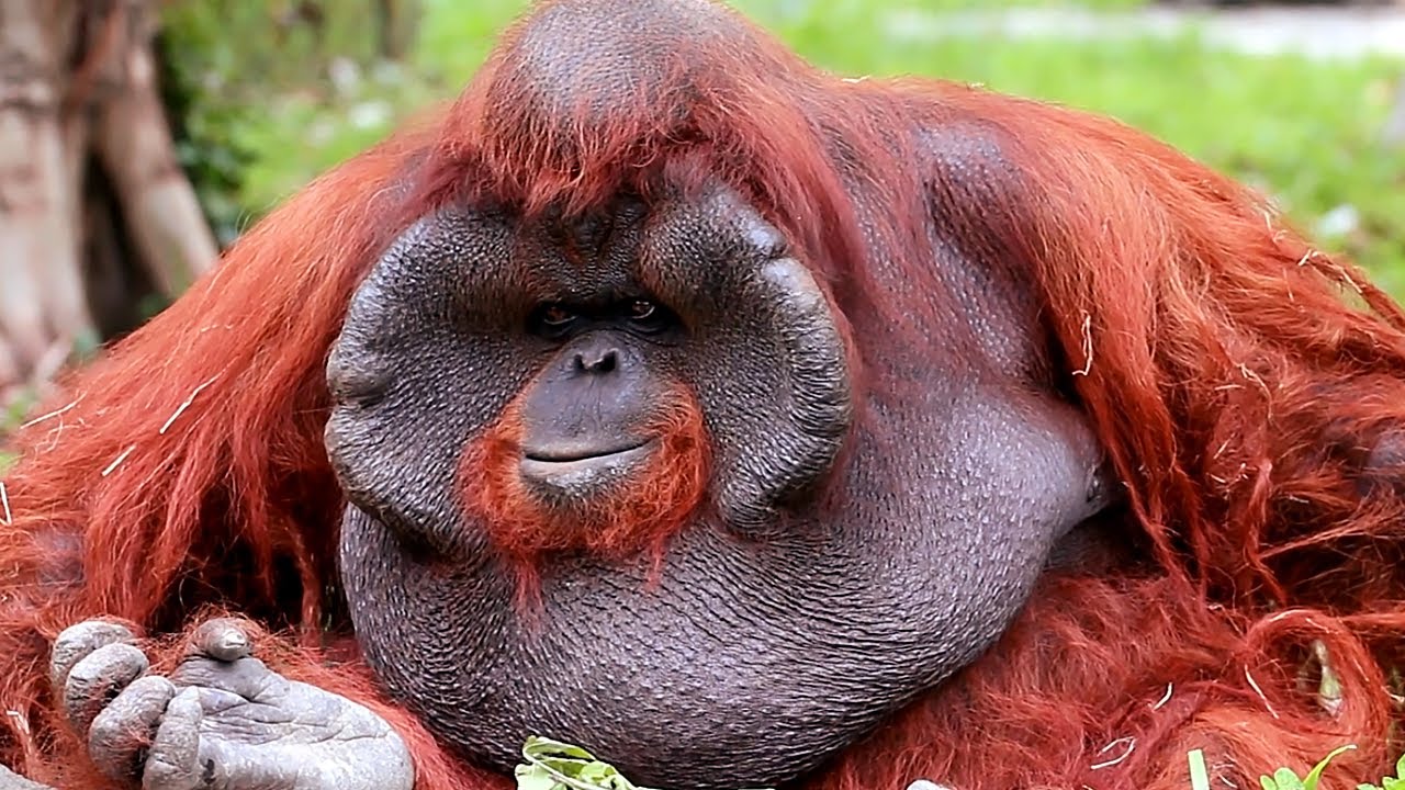 Monkey |100 Type of Monkey in the world you Never See || KiKi Monkey ...