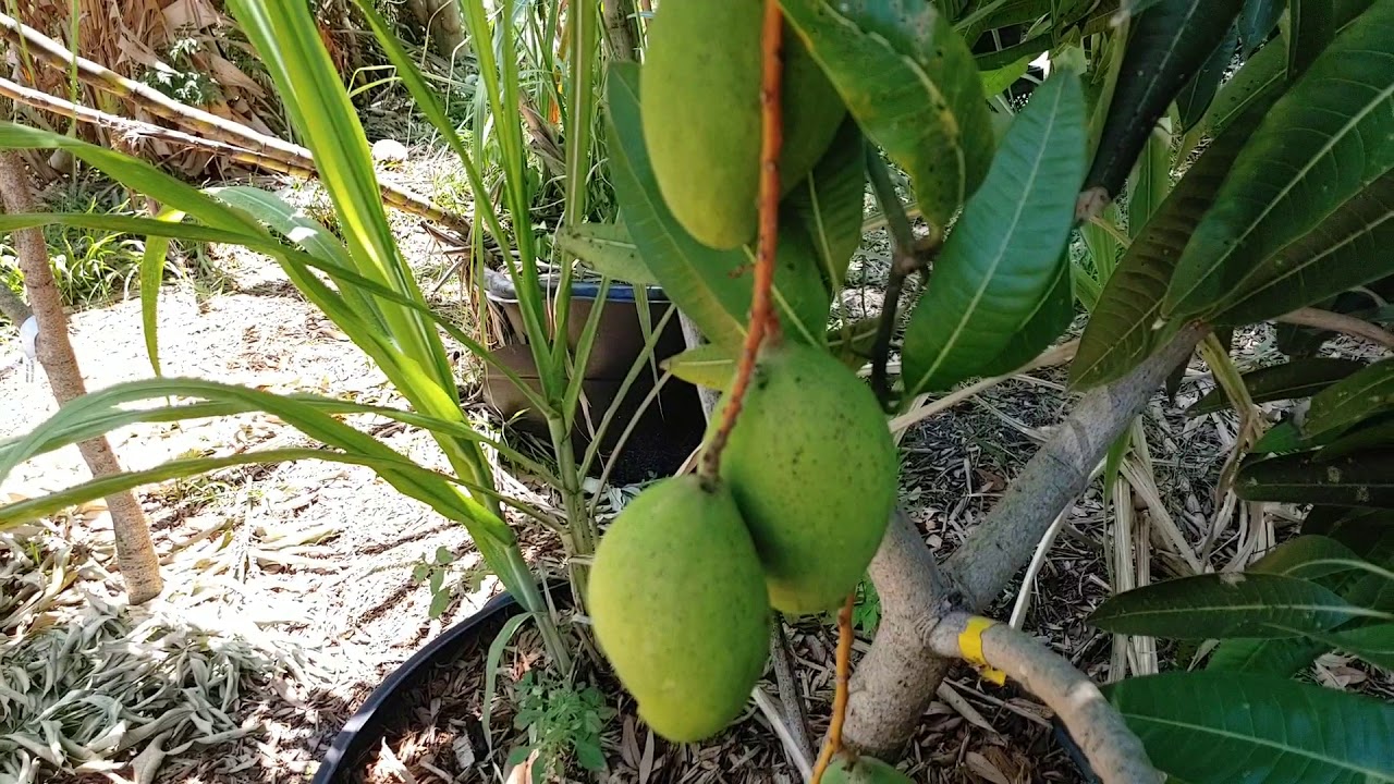 Pickering mango tree and it's production🍈🌿🍈🌿🍈🌿🍈🌿🍈🌿🍈🌿 - YouTube