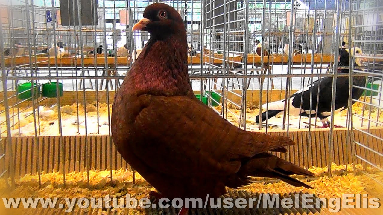 Pigeon Carneau Rouge - Champion - Exposition Avicole de Cambrai 2021 ...