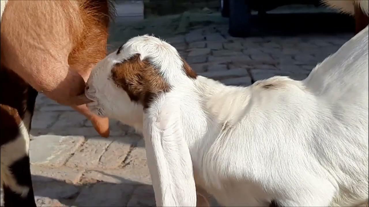 CUTE BABY GOAT DRINKING MILK | RELAXING SOUNDS.. - YouTube