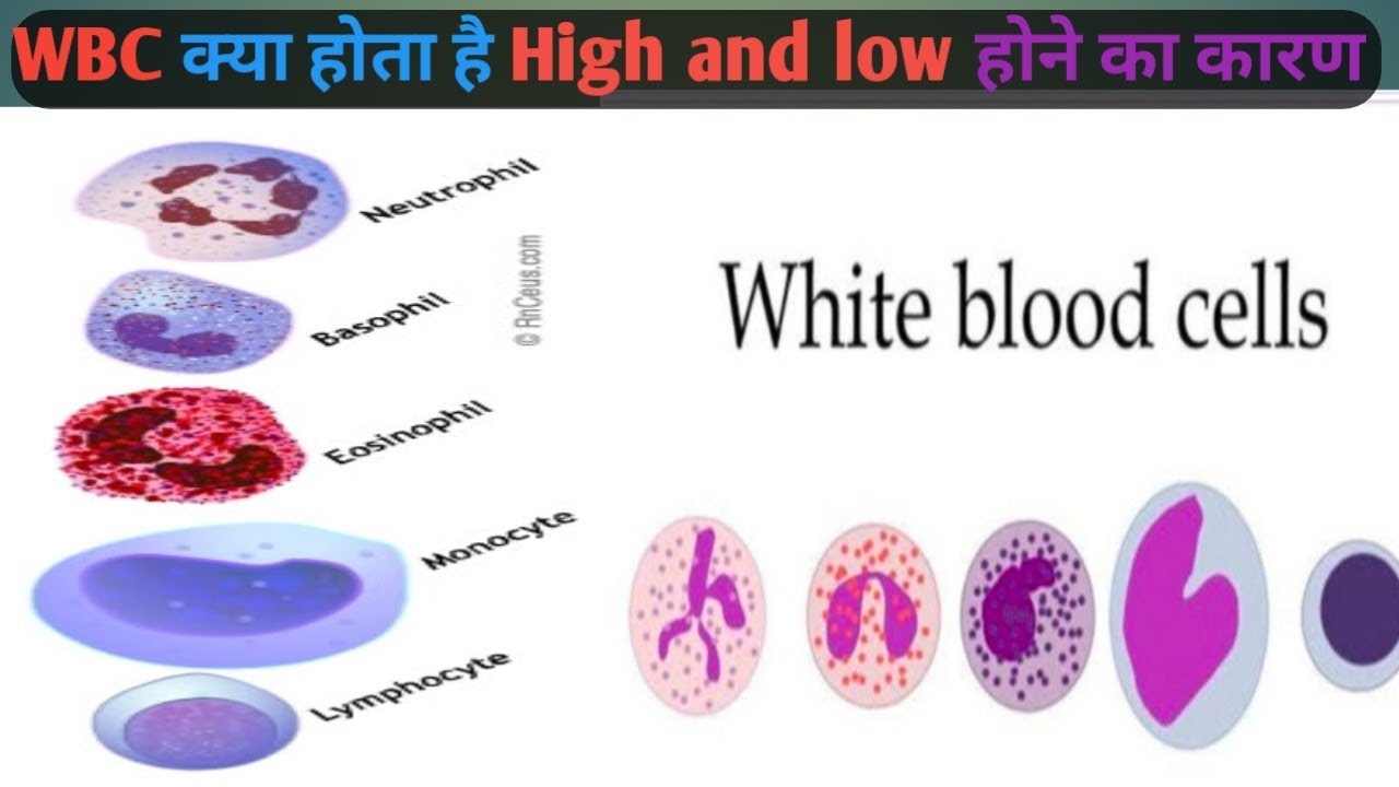 WBC (white blood cells)।।Full information wbc count - YouTube