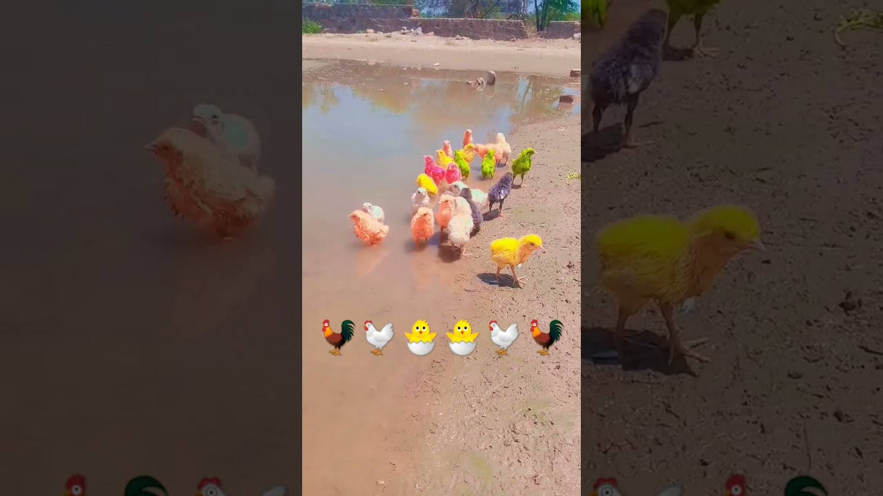 How To Find Same Colour Chickens Baby Very Cute colourchicks How To Find Same Colour Chickens Baby Very Cute colourchicks