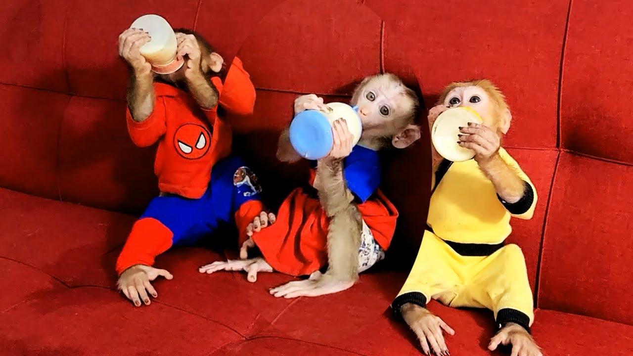 Chip Baby Monkey Ruby and Mimi Drinking Milk are so cute - YouTube