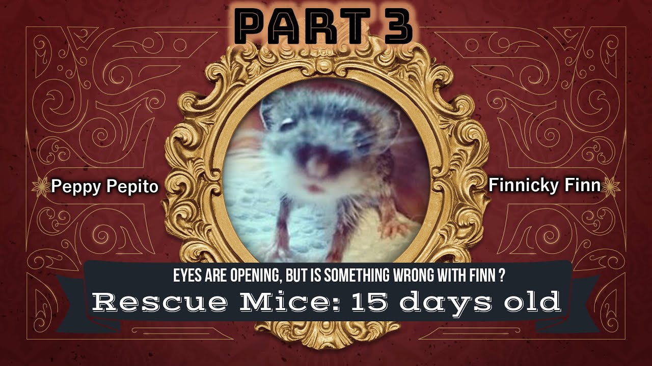 15 day old mice opening their eyes for the first time! +Mouse Bathtime ...