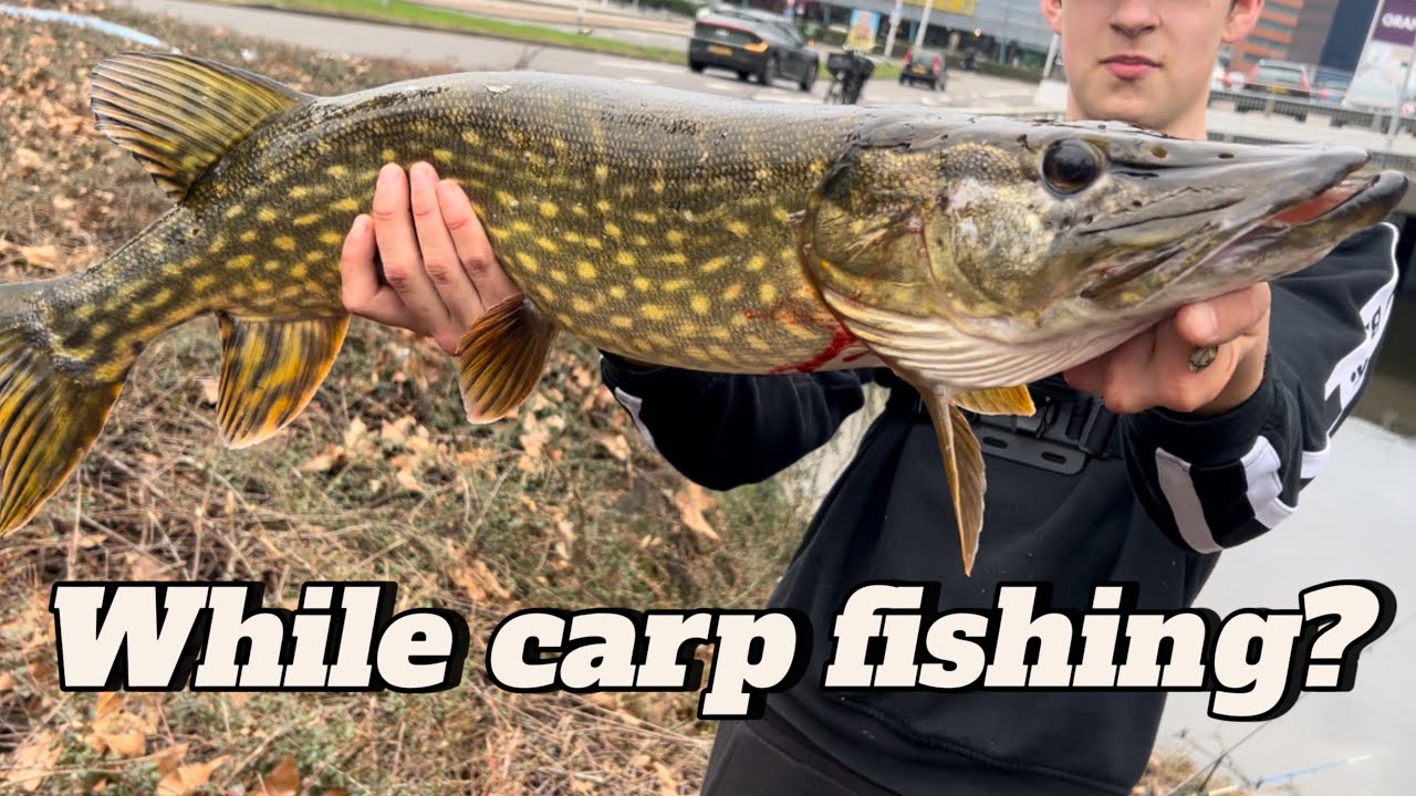 catching a MASSIVE pike while carp fishing! (mall pond eps 3) - YouTube
