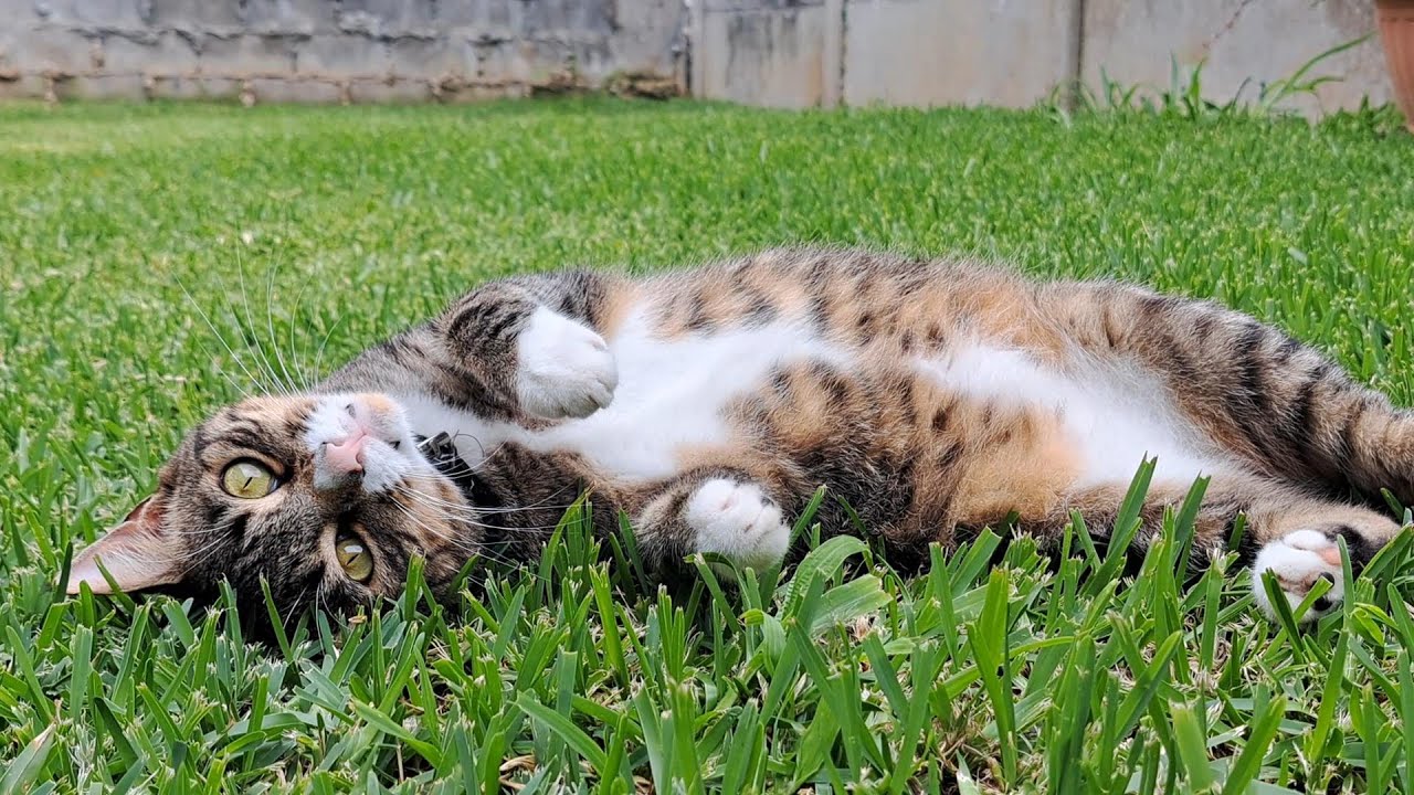 Misterio y Magia: La Vida de este Gato - YouTube