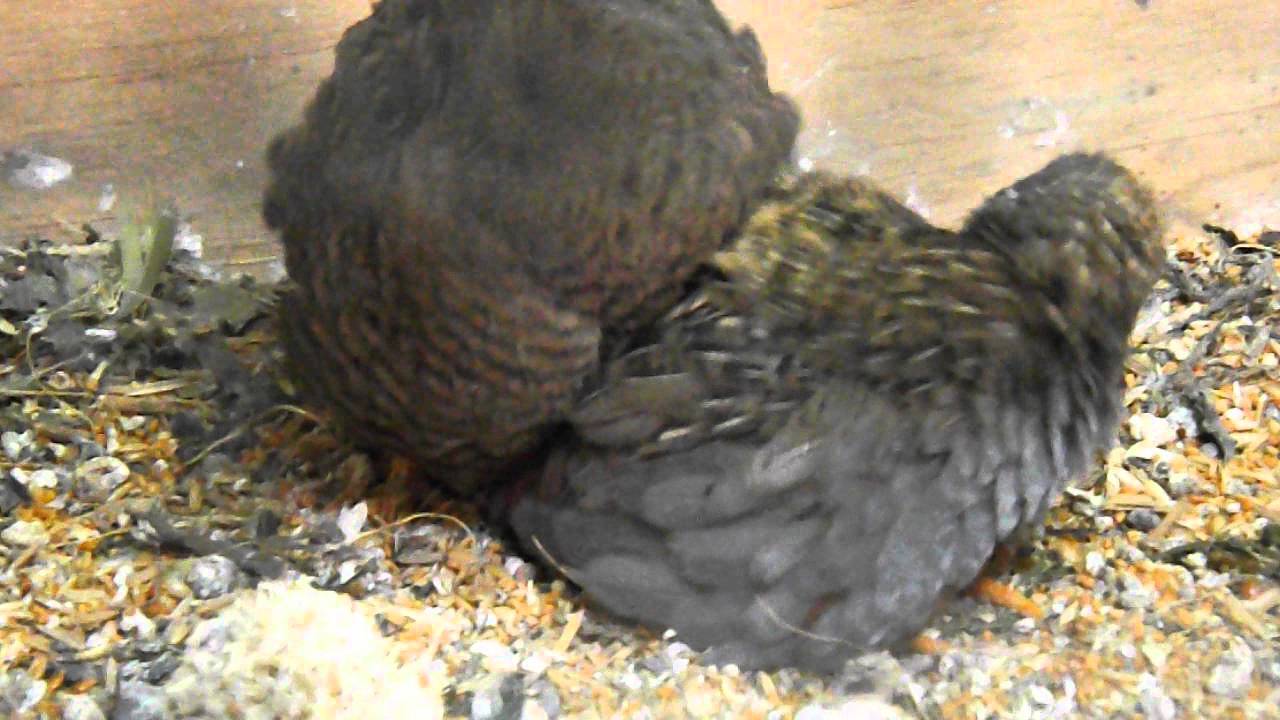 King quail - YouTube