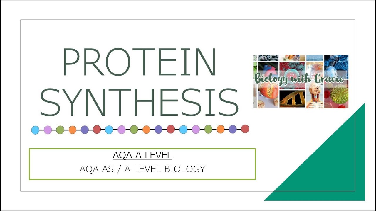 PROTEIN SYNTHESIS | AQA AS/A Level Biology ~ Biology with Gracie - YouTube