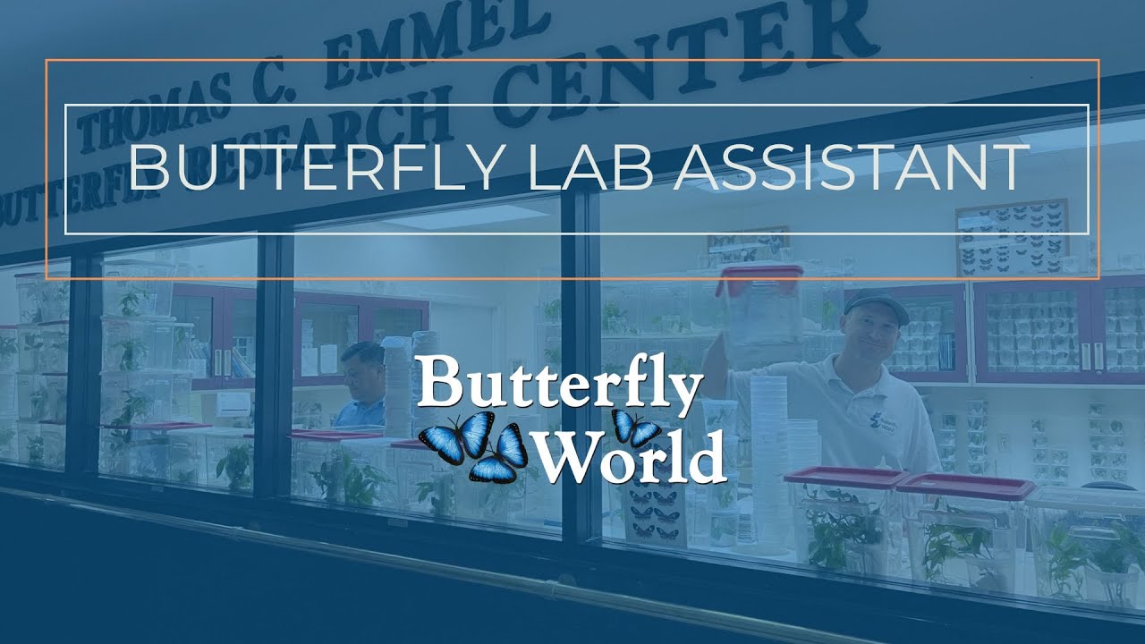 Employment at Butterfly World for Butterfly Breeding Assistant - YouTube