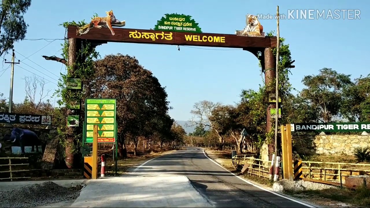 bandipur Forest- Road Drive for national park - YouTube