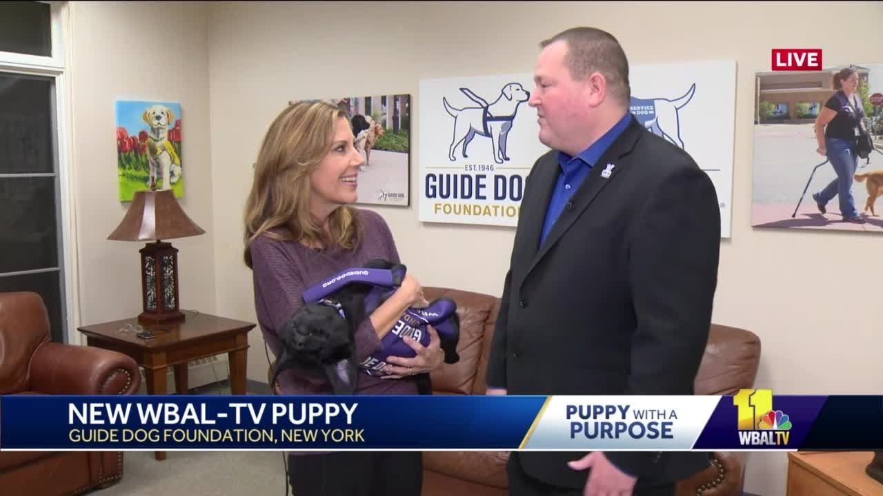 Interview with President and CEO of the Guide Dog Foundation - YouTube