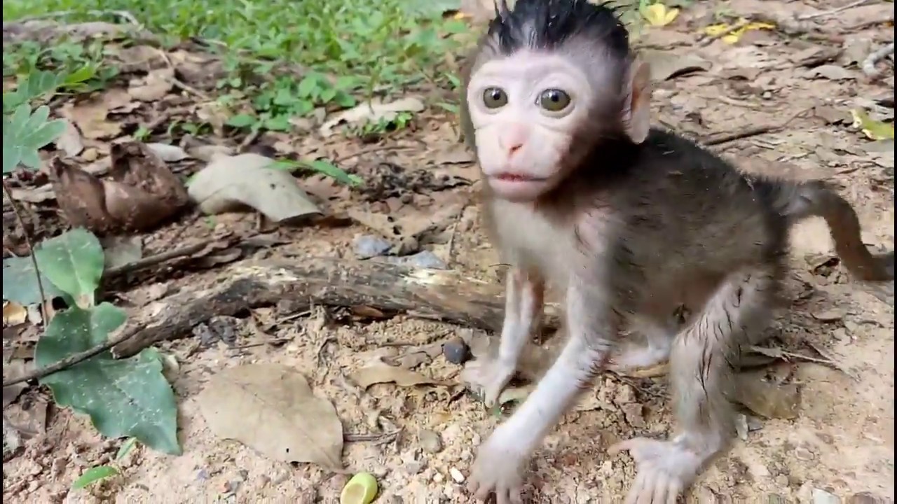 Baby Monkey Looking Mum Why ? ST404 Mono Monkey - YouTube