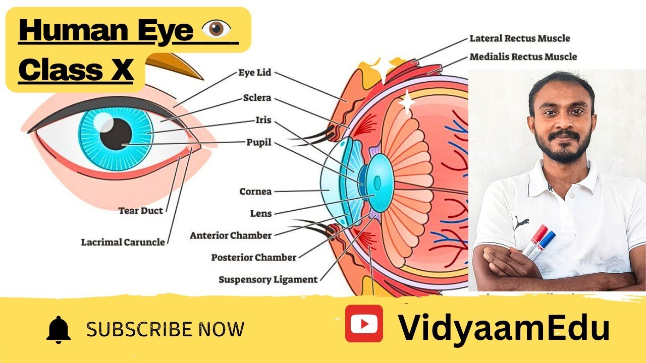 HUMAN EYE || CLASS X CBSE,SEBA COMPLETE NOTES || CHAPTER 11 SCIENCE ...