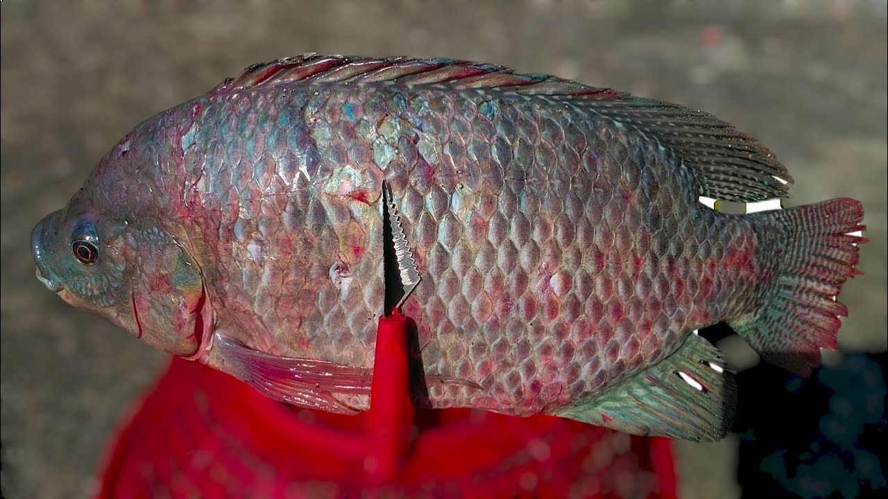 Mozambique Tilapia Fish | Full 2 Kg Weight - YouTube