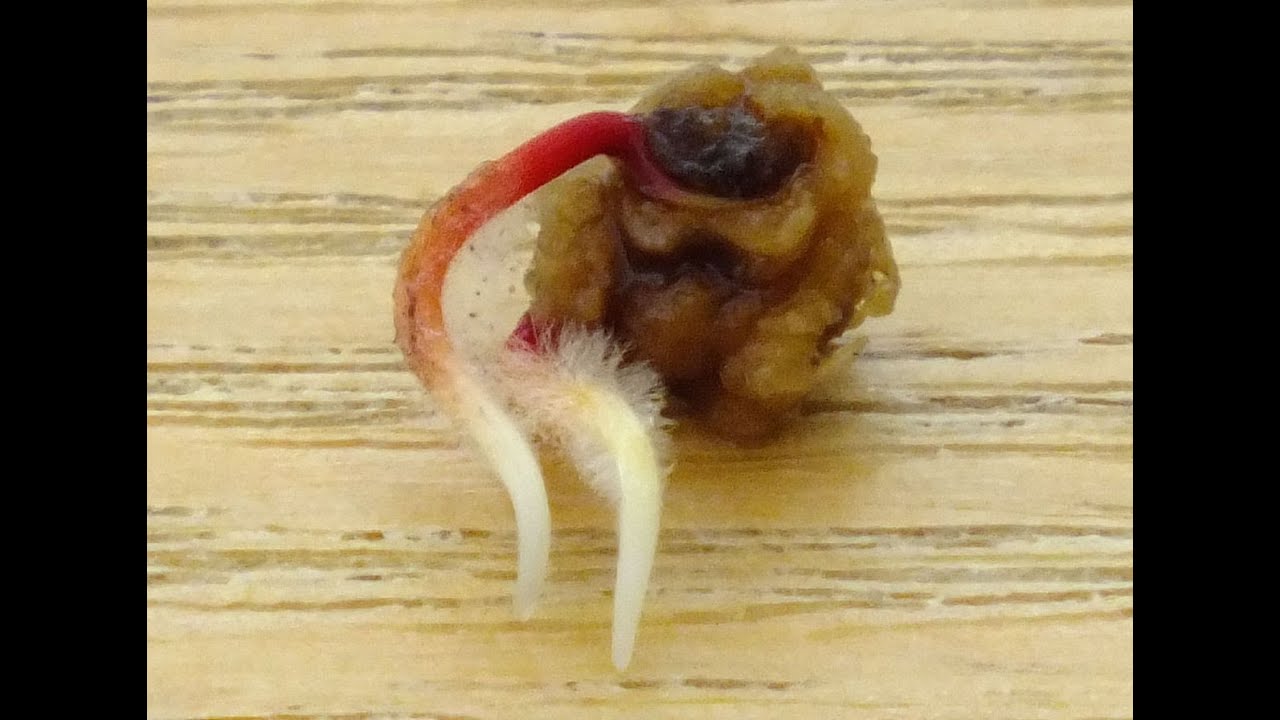 Grow Beetroot. Beetroot (Beets) seed cluster experiment, start to ...
