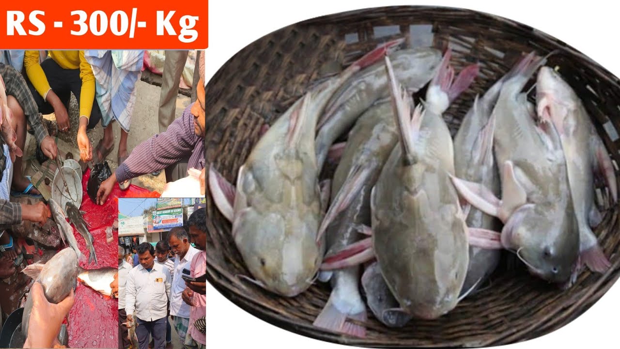 গঙ্গা নদীর মাছ রিঠা, পাঞ্চনন্দপুর বাজার | panchanandapur bazar Rithar ...