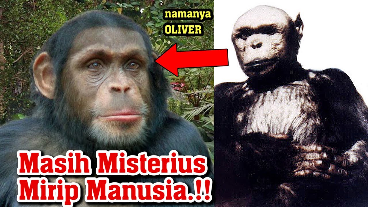 310 - Kera Seperti Manusia! Inilah Kejadian Paling Misterius di Dunia ...