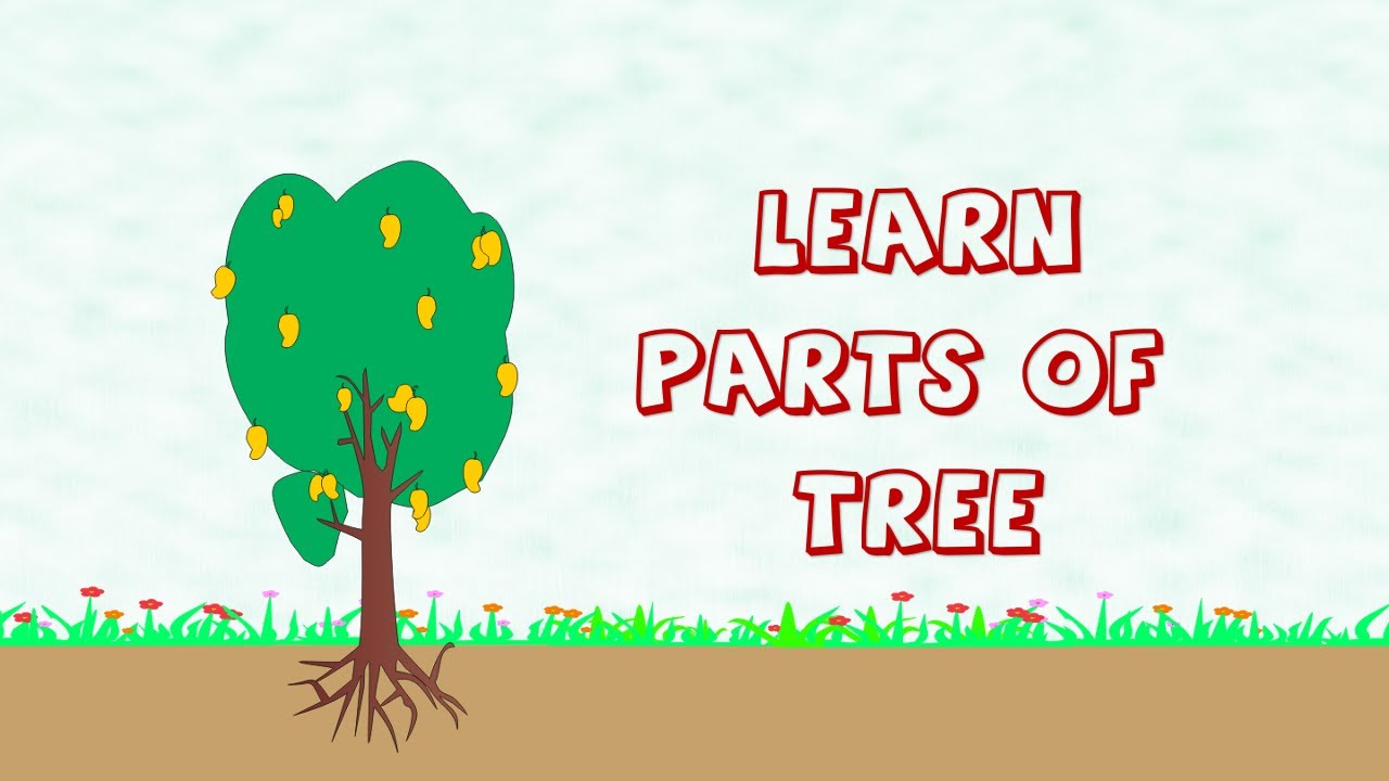 Parts of Tree in English. - YouTube