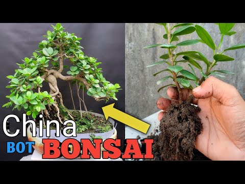 How to make China bot bonsai very easy||China Ficus bot || Chinese bot bonsai..