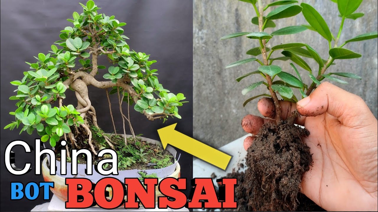 How to make China bot bonsai very easy||China Ficus bot || Chinese bot ...
