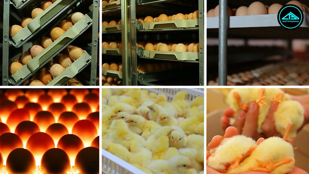 Menetaskan Telur Ayam | Broiler | Hatchery - YouTube