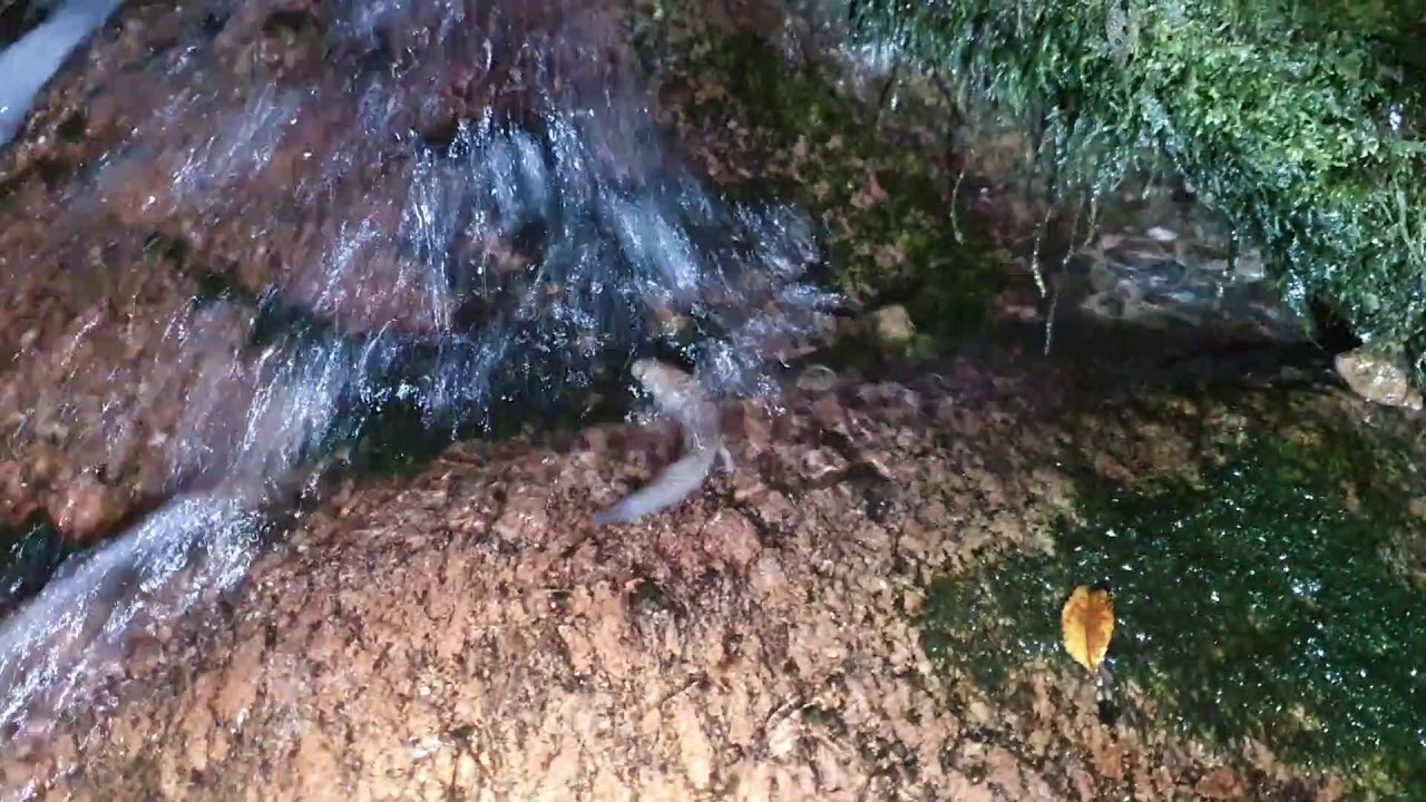 Climbing koaro - YouTube