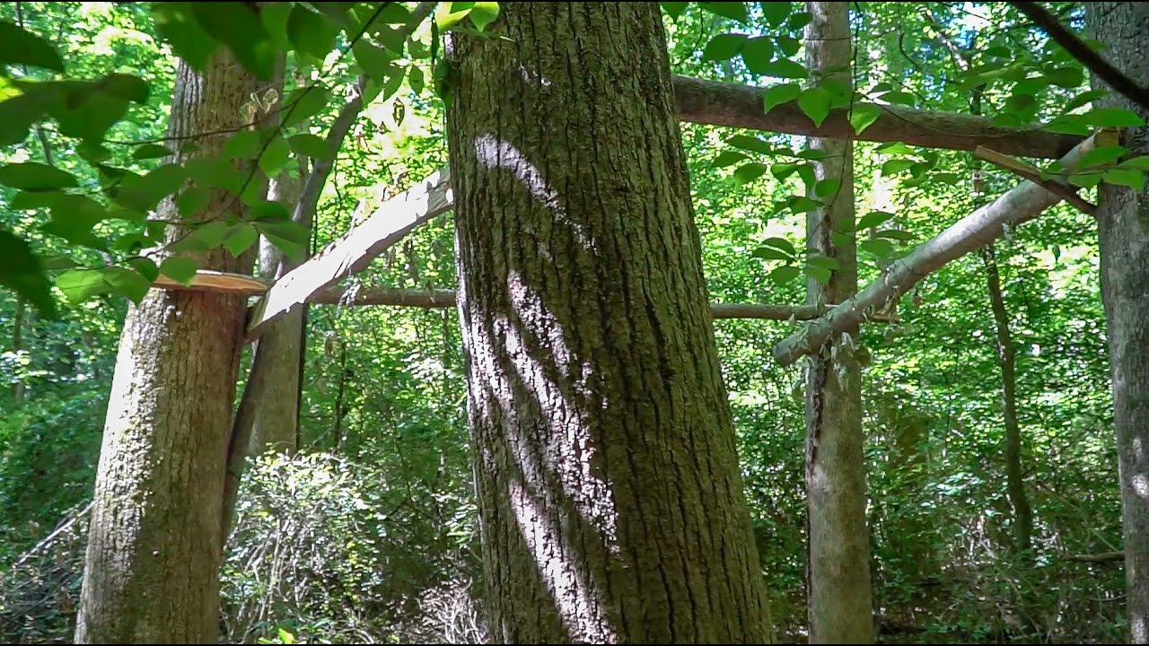 Building a Tree House w/ Hand-Cut Green Lumber - part 1 - YouTube