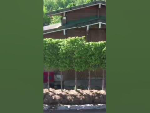 липа шпалера #липа #купитьлипу - YouTube