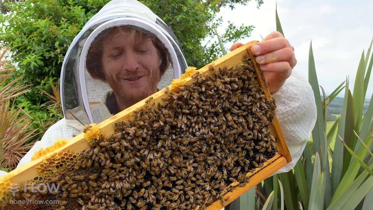 How to know if your Queen is laying 👑🐝 - YouTube