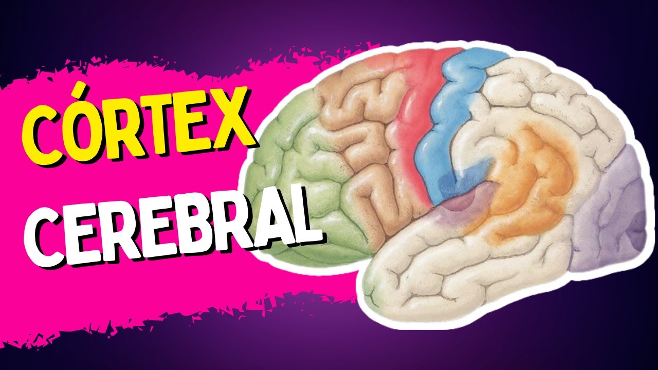 Córtex cerebral - Áreas PRIMÁRIAS | SECUNDÁRIAS | TERCIÁRIAS - YouTube