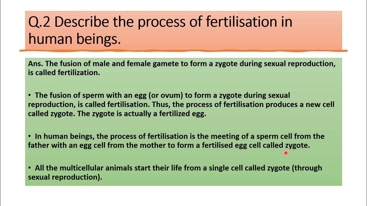 Describe the process of fertilisation in human beings. - YouTube