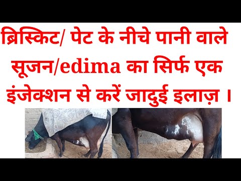 curious about udder edema in cattle buffalo. chronic udder edema ...