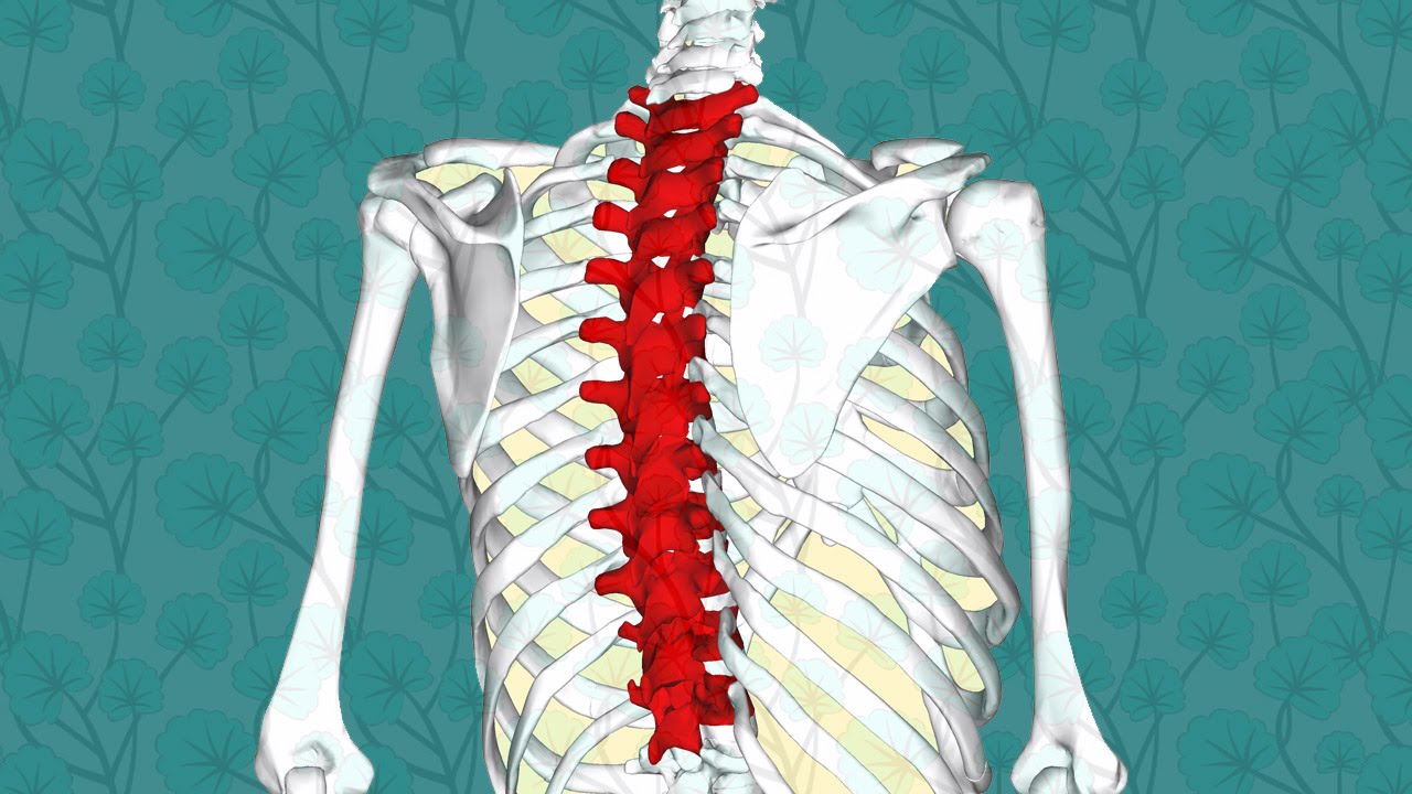 VÉRTEBRAS DORSALES - BIODESCODIFICACIÓN - YouTube